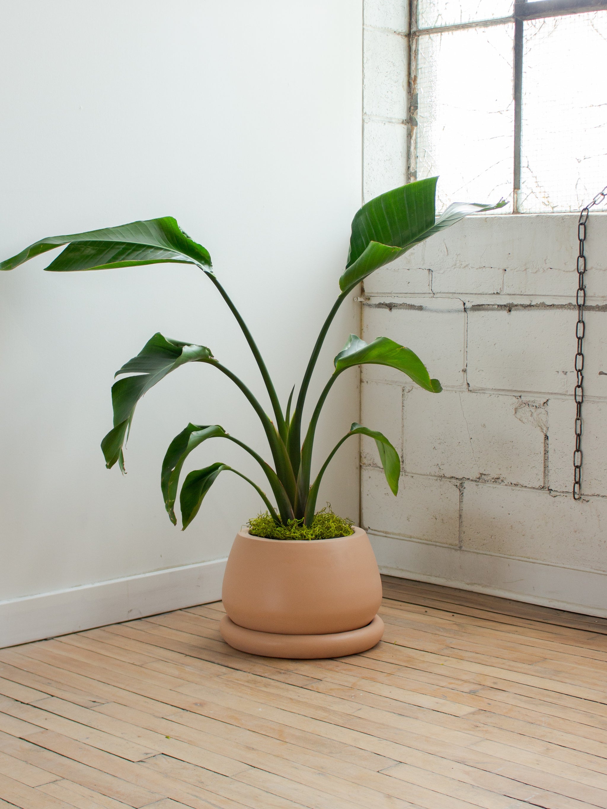 9" Cream planter with drainage holes // Gelato – Viridi