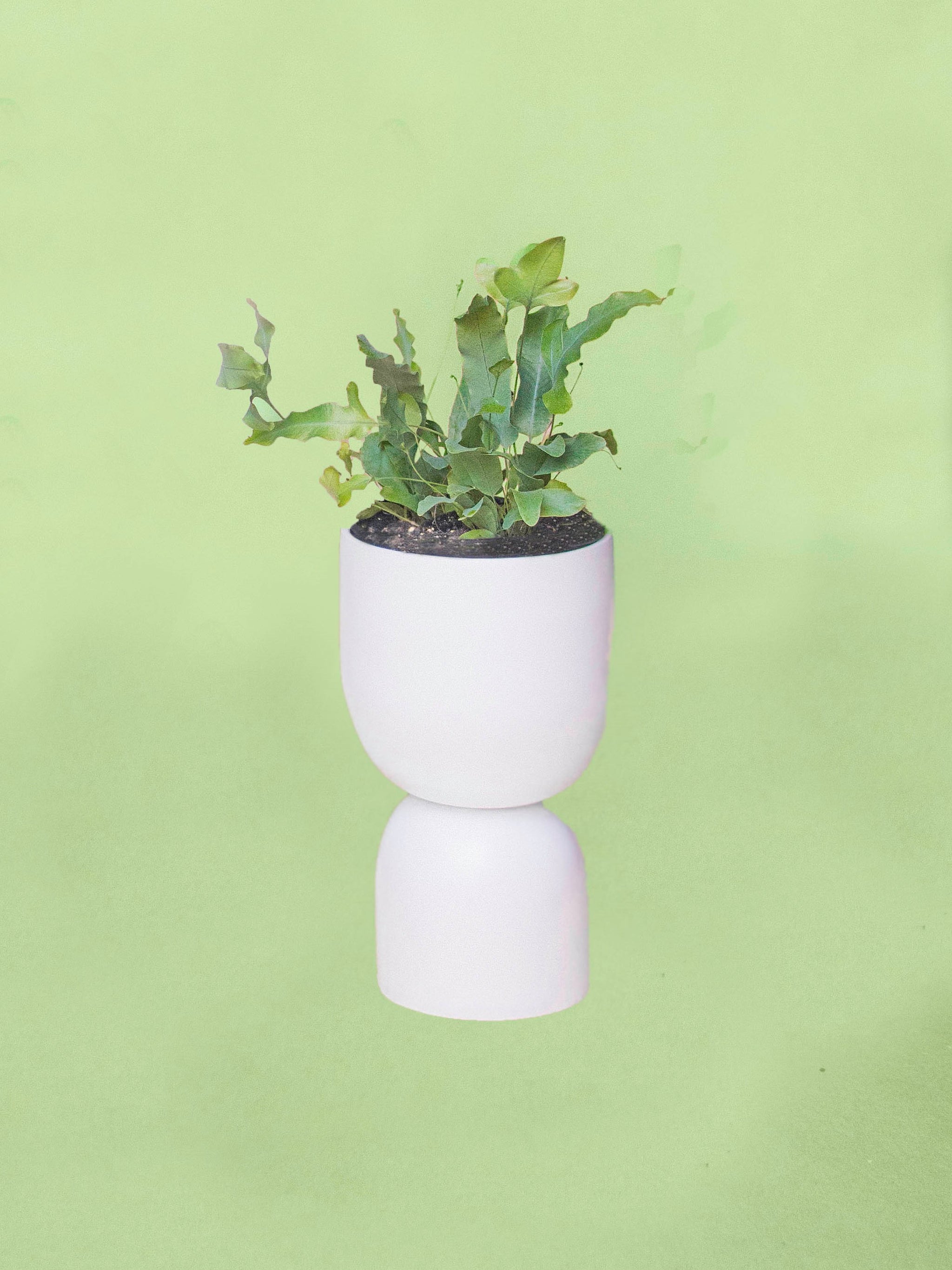 Gemini Mini Pot – Viridi